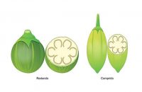 Aprenda três receitas com jiló e algumas curiosidades sobre este fruto ...