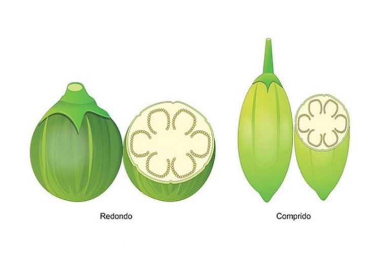 Aprenda três receitas com jiló e algumas curiosidades sobre este fruto ...